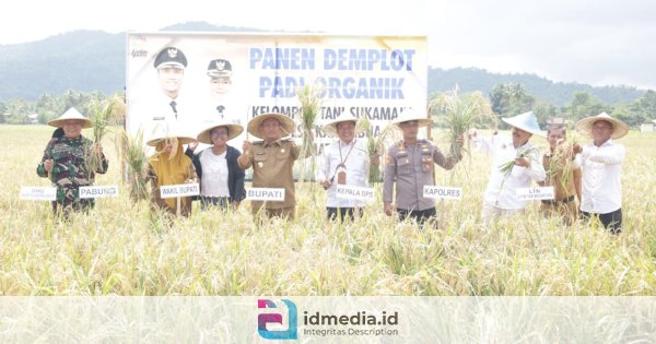 Demplot Padi Organik di Karambua Berhasil, Bupati dan Wabup Lutim Panen ...